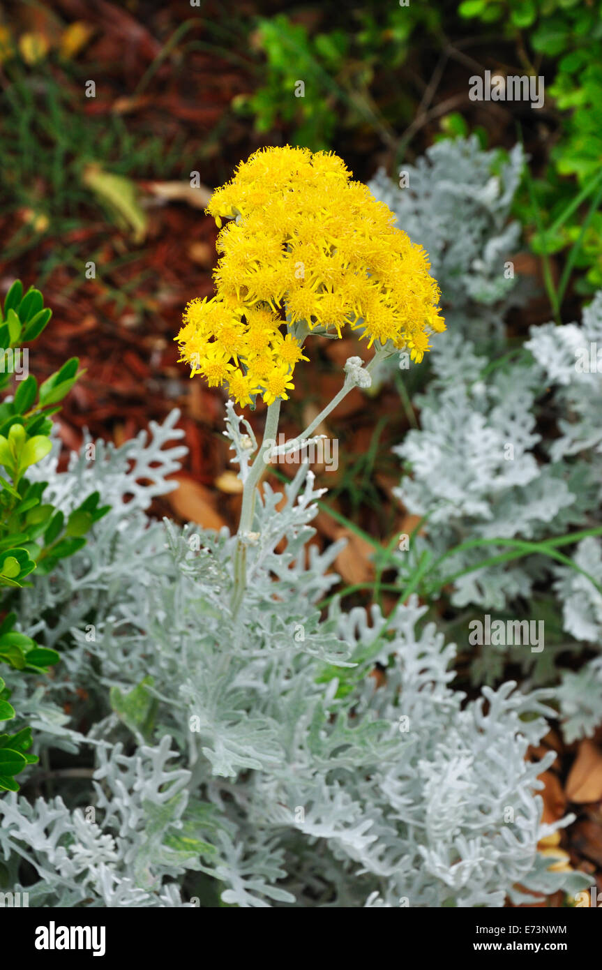 Flowering Dusty Miller aka Silver Ragwort - Jacobaea maritima Stock ...