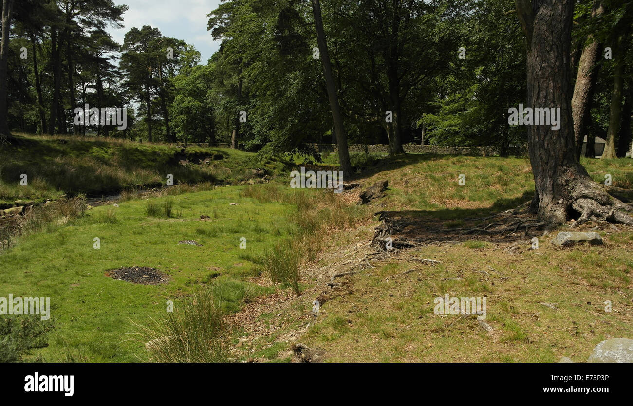 Sunny view, downstream from Trough Bridge, camp-fire ash on green grass ...