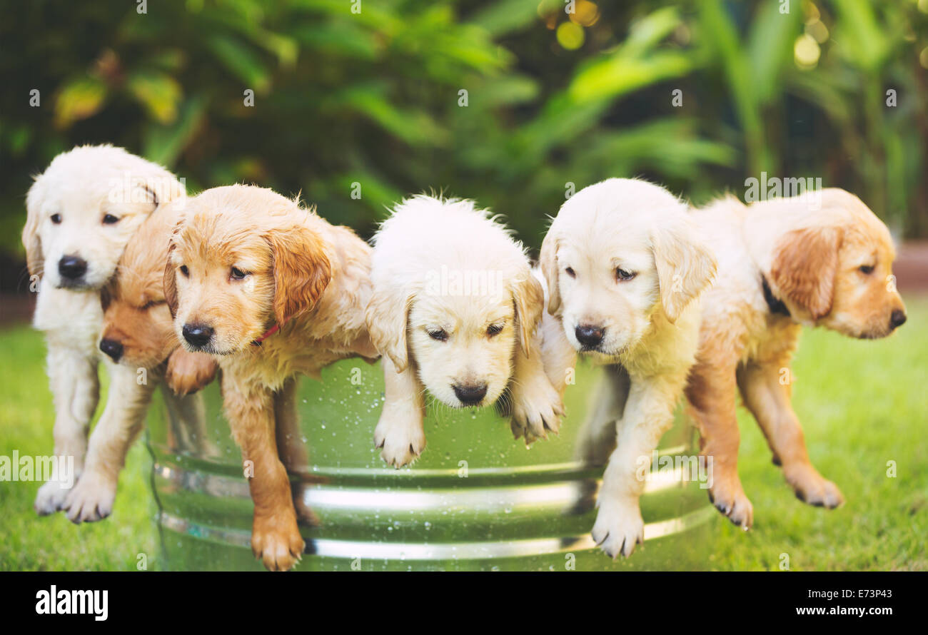 Adorable Group of Golden Retriever Puppies in the Yard Stock Photo - Alamy