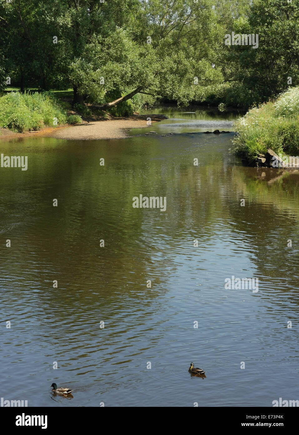Sunny portrait, looking upstream from High Street Car Park, two ducks ...