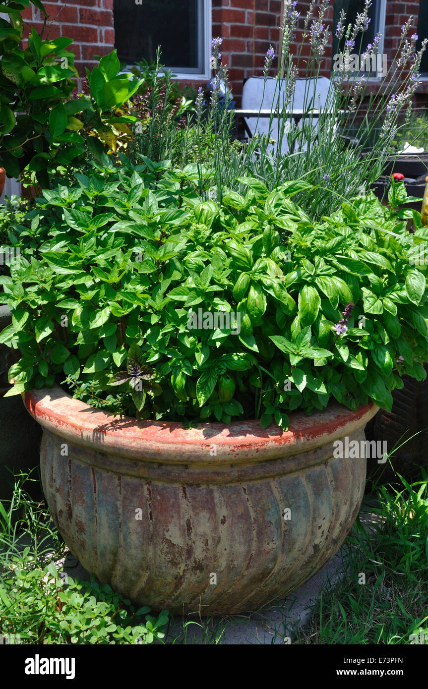 Plant with pot hi-res stock photography and images - Alamy