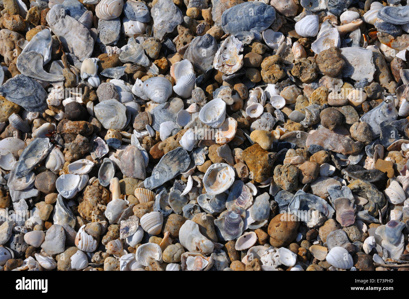 Pebbles and shells hi-res stock photography and images - Alamy
