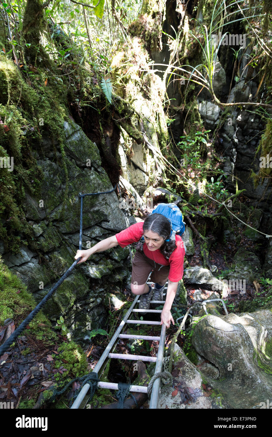 Climbing ladder on the route to the Pinnacles, Gunung Mulu national ...