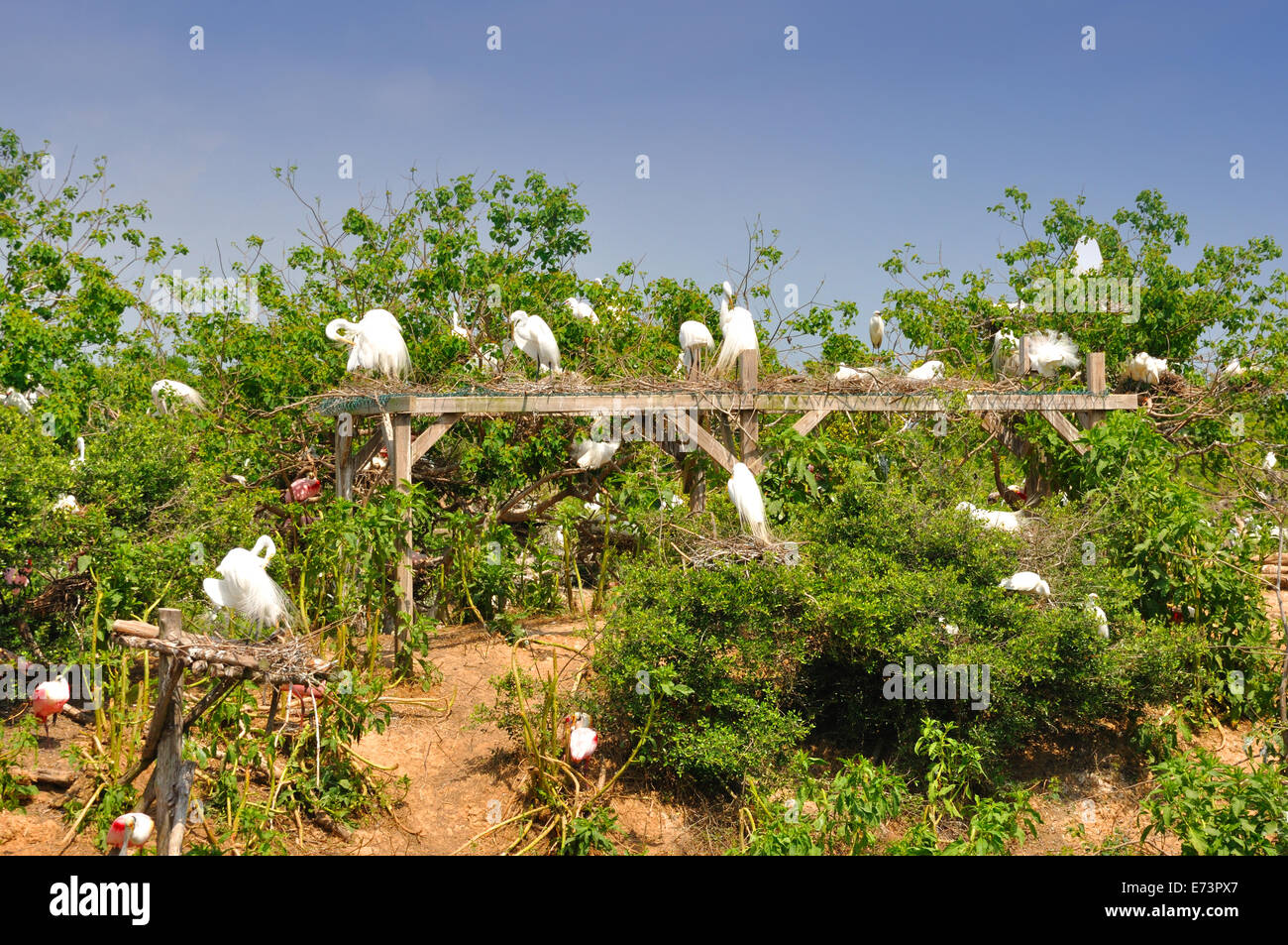 Smith Oaks Bird Sanctuary rookery on High Island, near Galveston, Texas ...