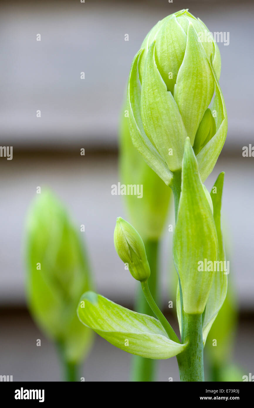 Summer hyacinth, Galtonia candicans, green upright stems with flowers ...