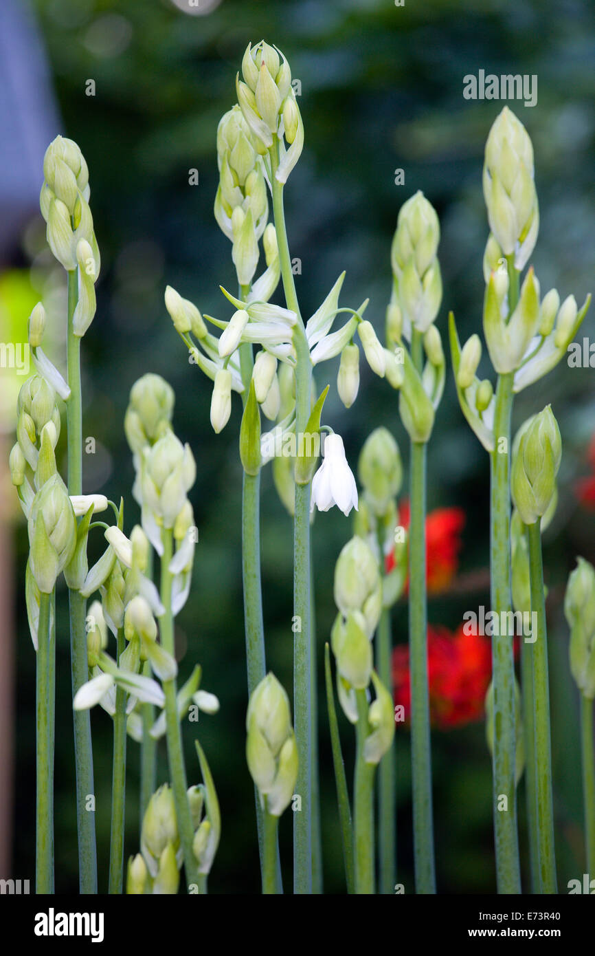 Summer hyacinth, Galtonia candicans, long green upright stems with ...