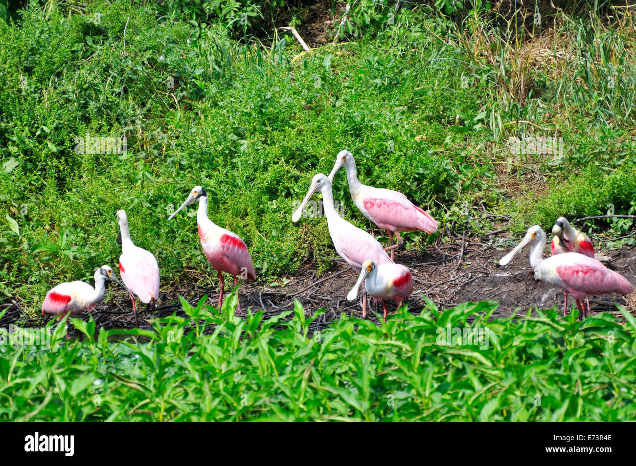 Spoonbill birds at Smith Oaks Bird Sanctuary on High Island, near ...