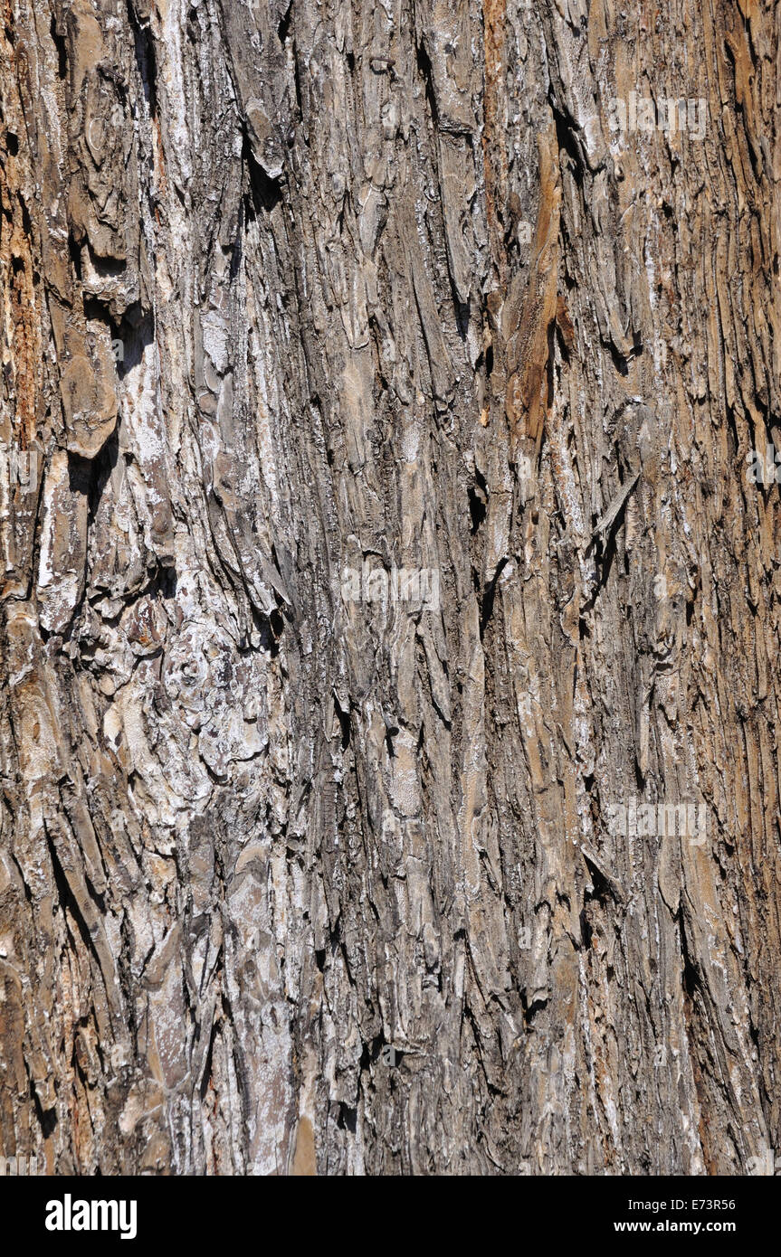 Tree trunk closeup Stock Photo - Alamy