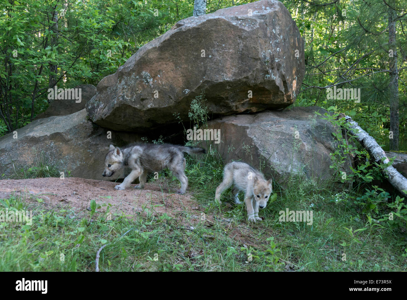 Pair of wolf cubs by a den, near Sandstone, Minnesota, USA Stock Photo ...