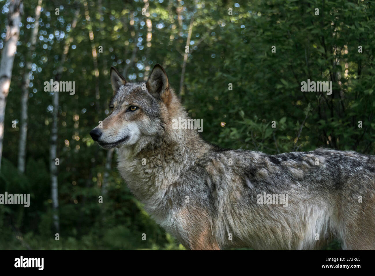 Female gray wolf in birch woods, near Sandstone, Minnesota, USA Stock ...
