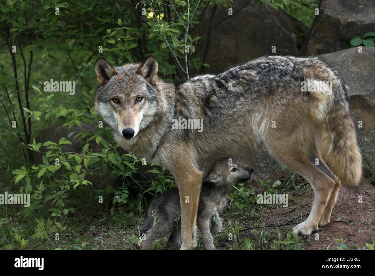 Wolf With Cub Stock Photos & Wolf With Cub Stock Images - Alamy