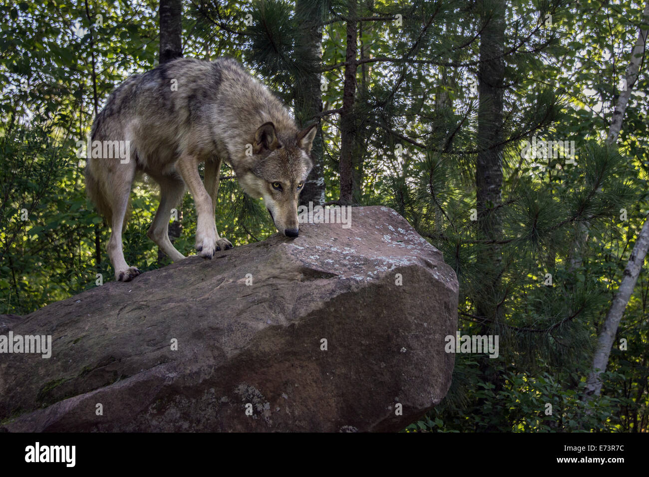 Wolf on rock hi-res stock photography and images - Alamy