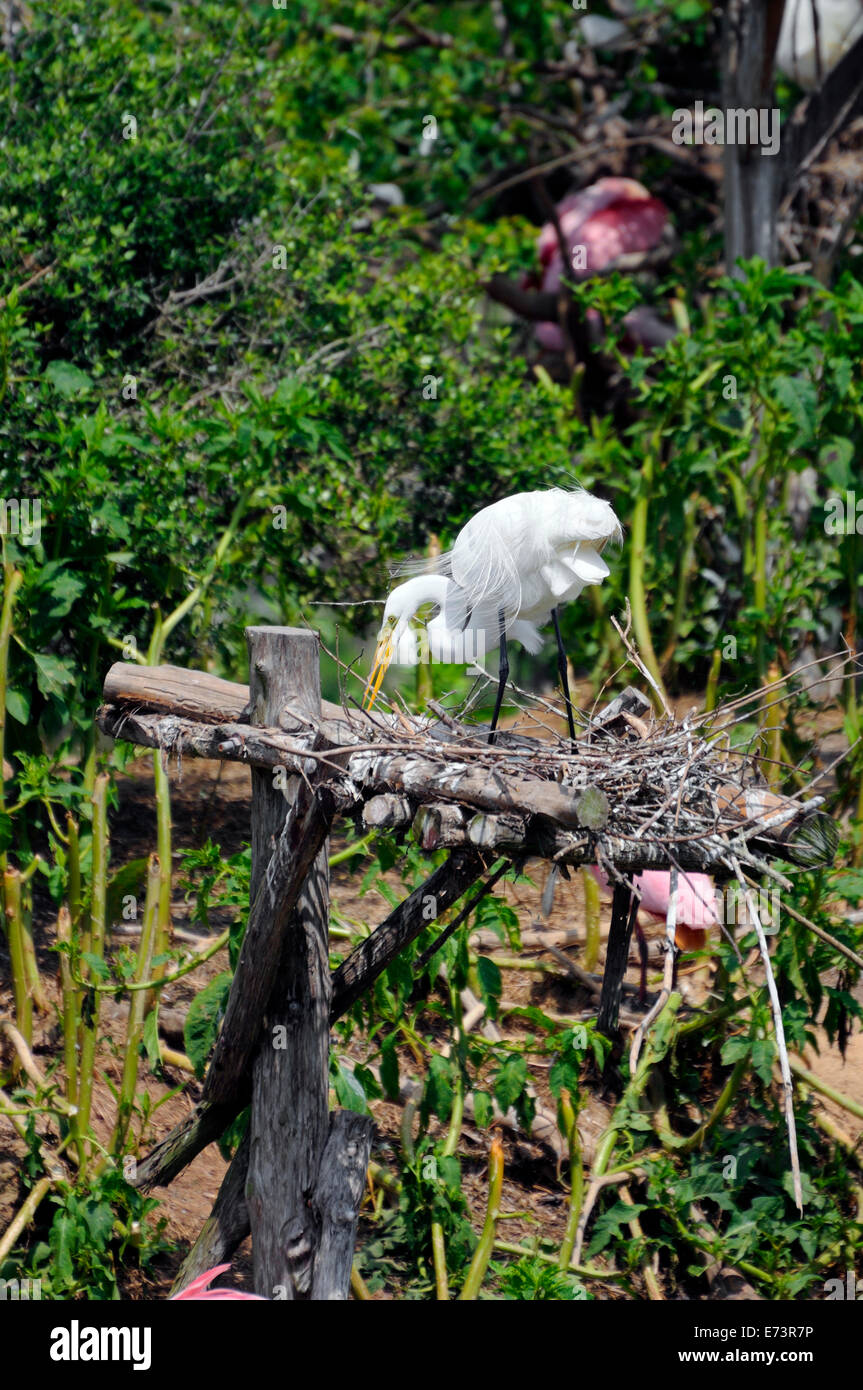 Egret nest bird birds bolivar peninsula high island galveston hi-res ...