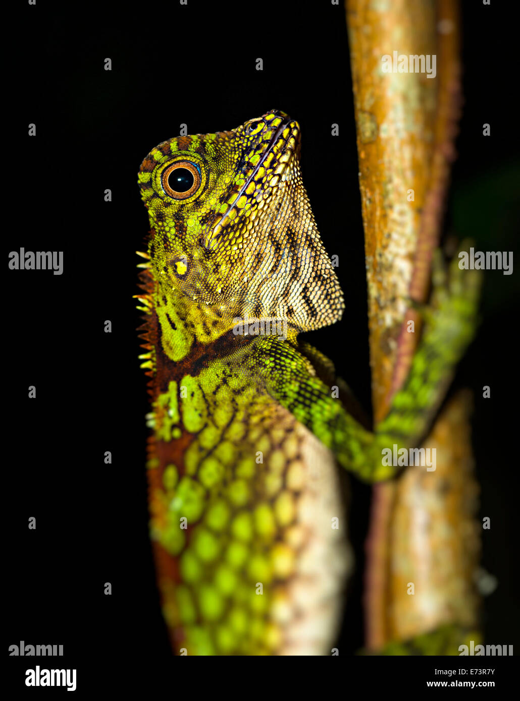 Lizard in tree at night in rainforest,Gunung Mulu National Park ...