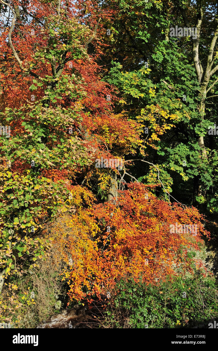 Stream 1 narrow white water hebble brook centre foreground hi-res stock ...