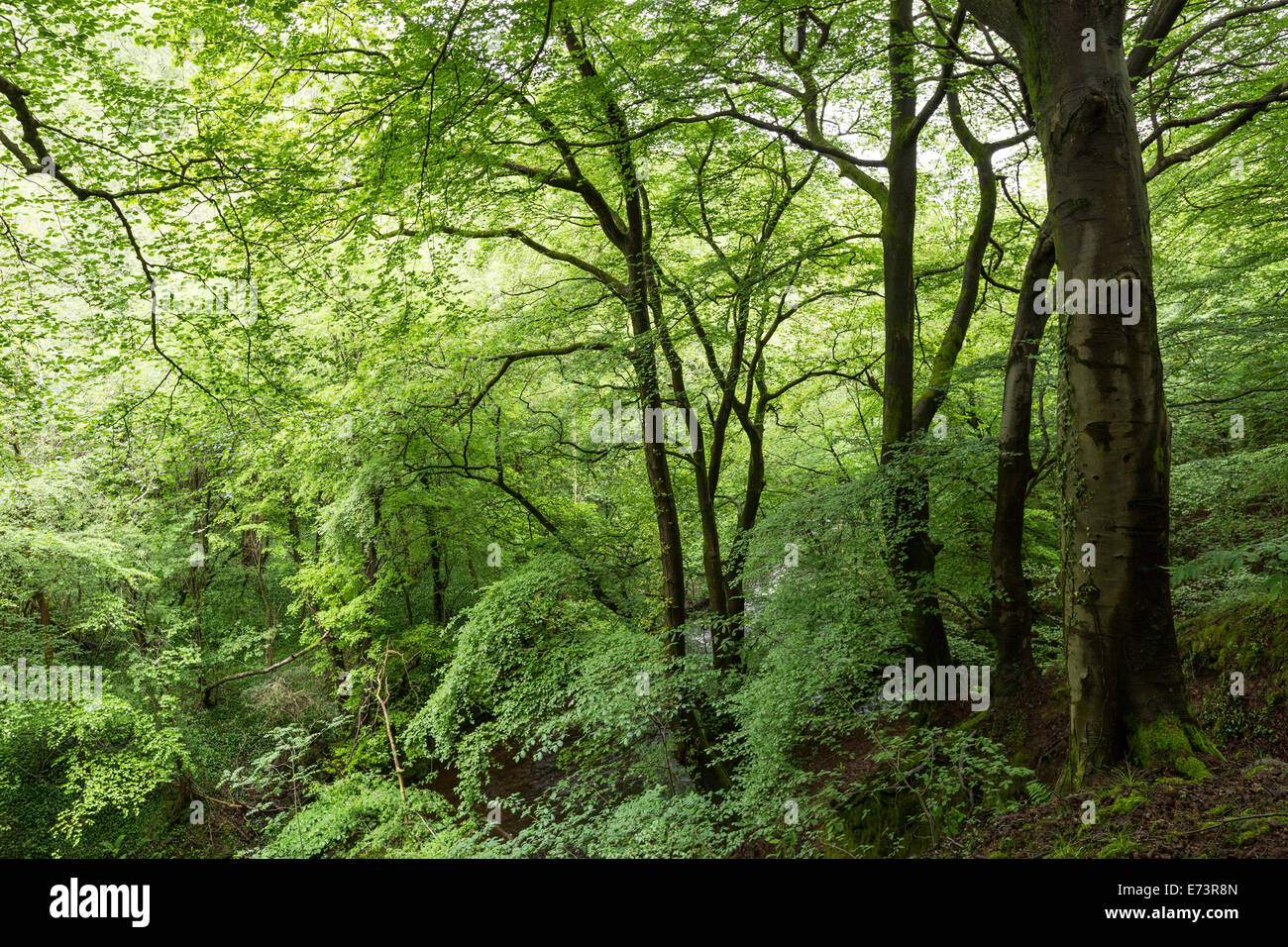 Ancient beech woodland, Cwm Clydach, Clydach Gorge, Wales, UK Stock ...