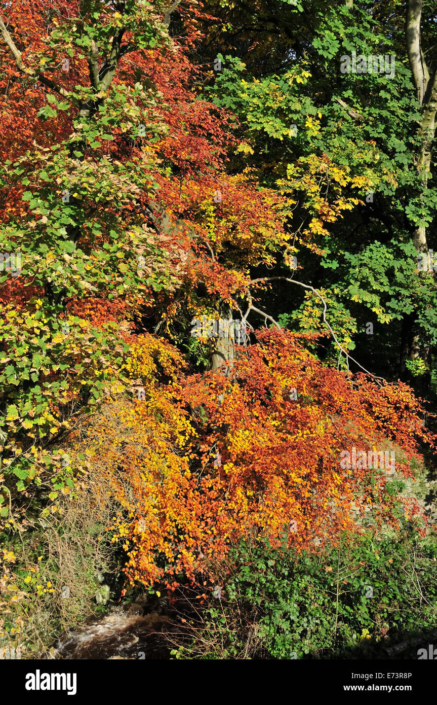 Sunny portrait golden leaves autumn beech tree overhanging Hebble Brook ...