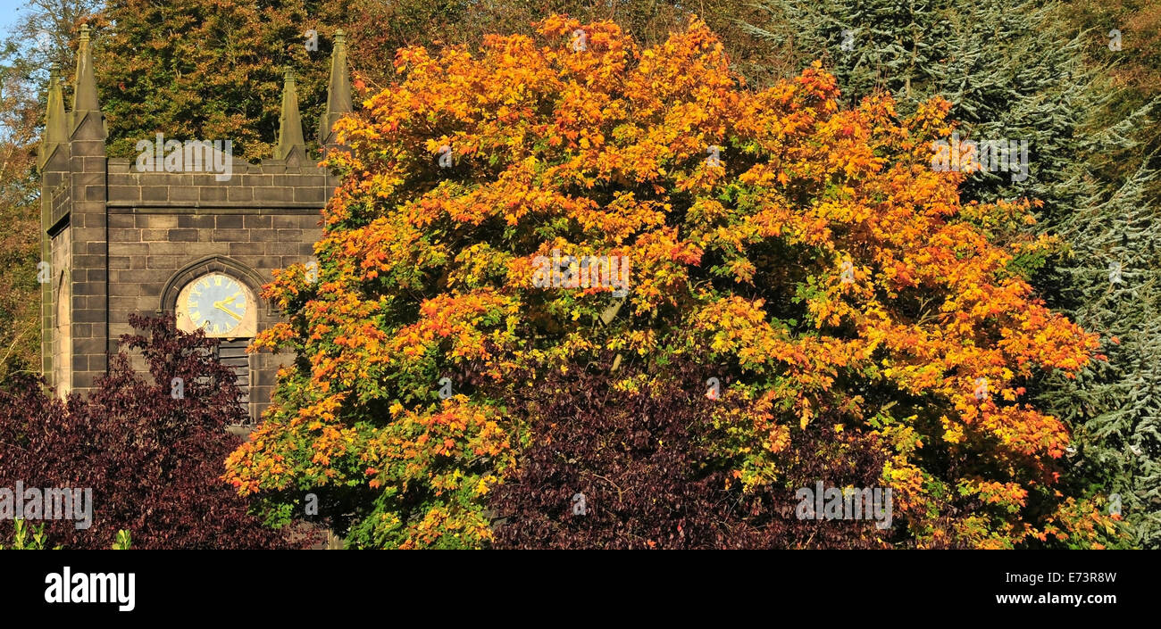 Autumn colours view golden and purple leaves beech trees in front of ...