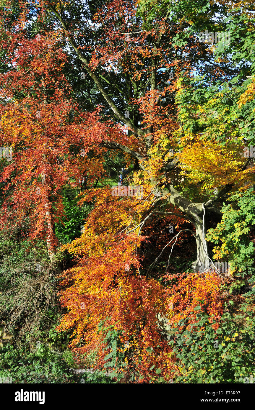 Sunny portrait golden autumn colours beech tree and green foliage trees ...