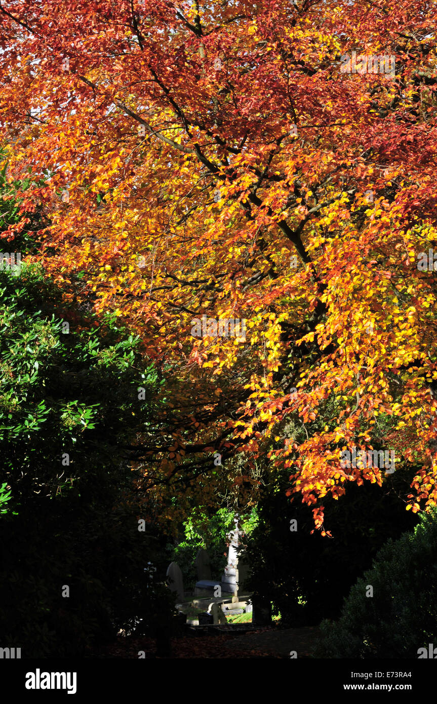 Sunny portrait autumn colours beech tree above cemetery path, Luddenden ...