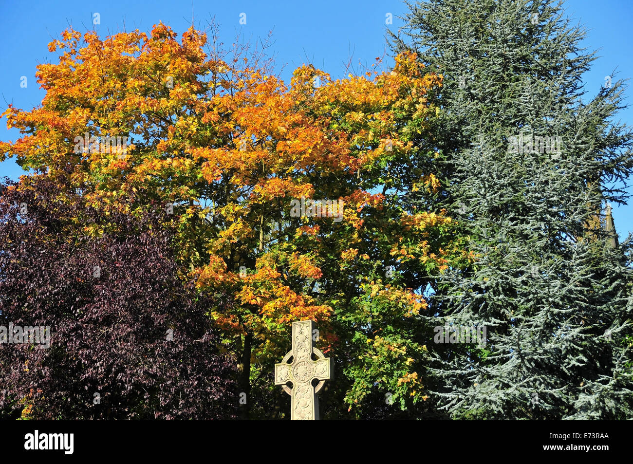 Blue sky view purple golden autumn colours beech trees and conifer ...
