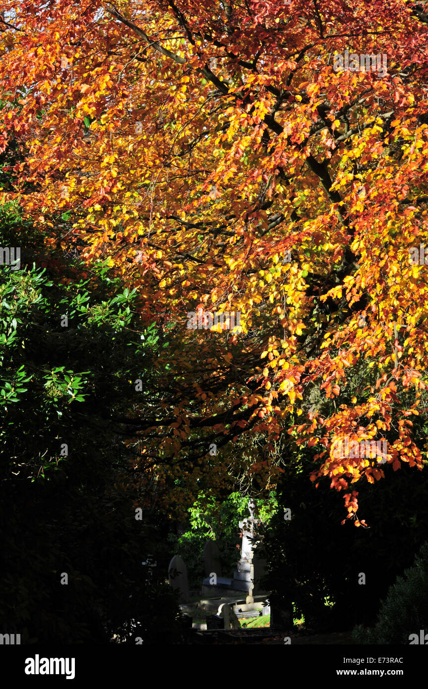 Sunny portrait golden leaves autumn colours beech tree overhanging path ...
