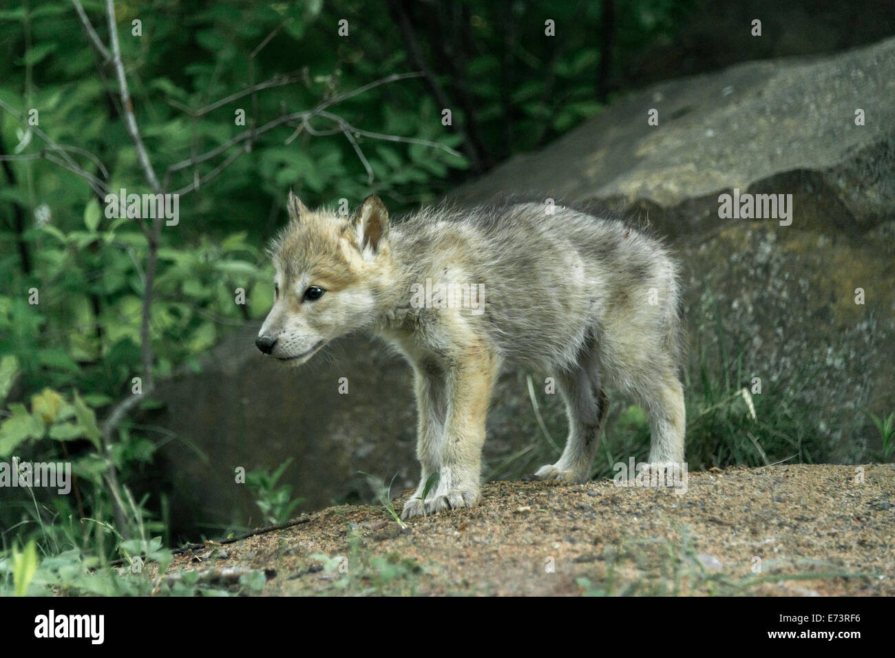 Young wolf cub outside den, near Sandstone, Minnesota, USA Stock Photo ...