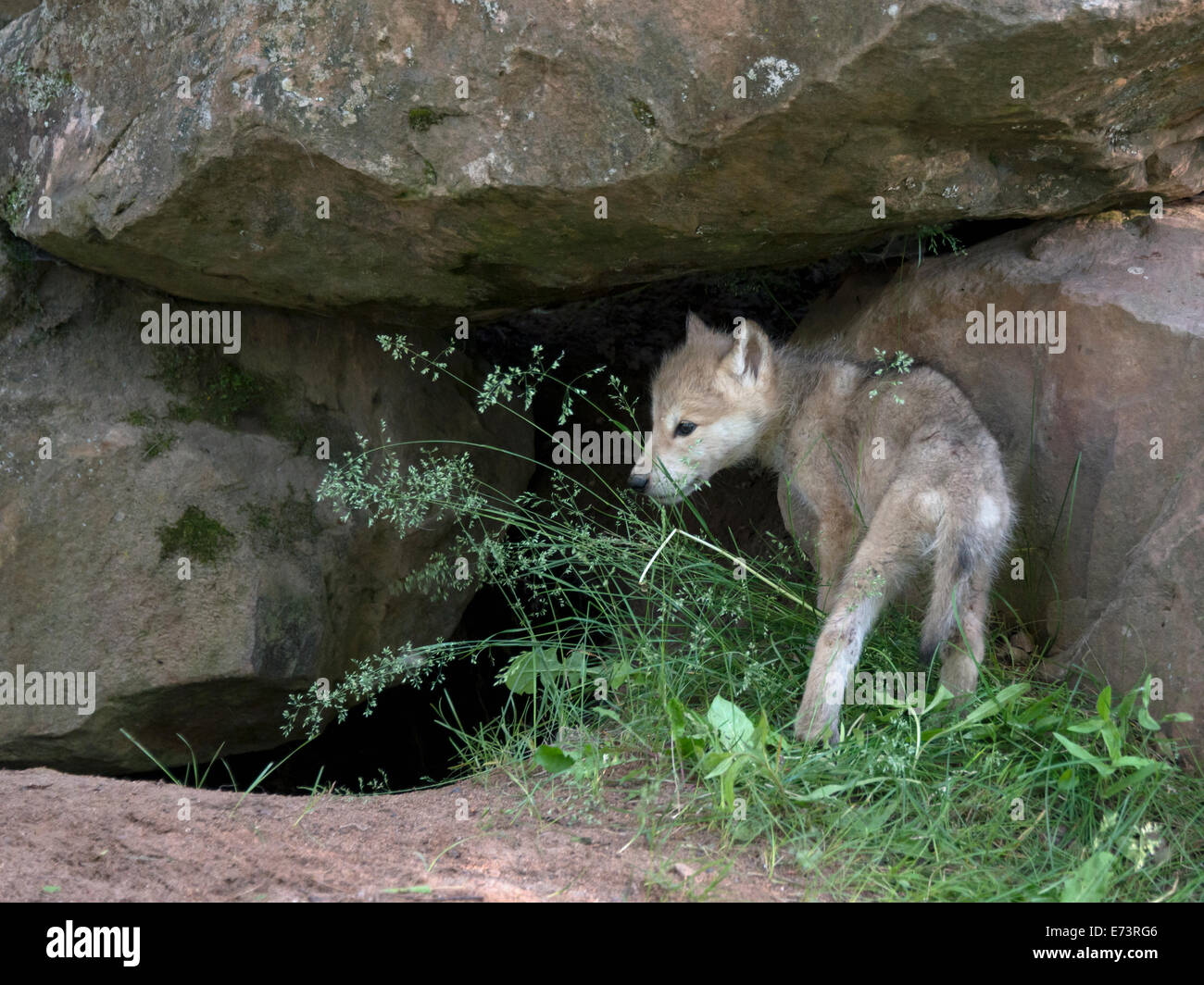 Baby gray wolf, near Sandstone, Minnesota, USA Stock Photo - Alamy