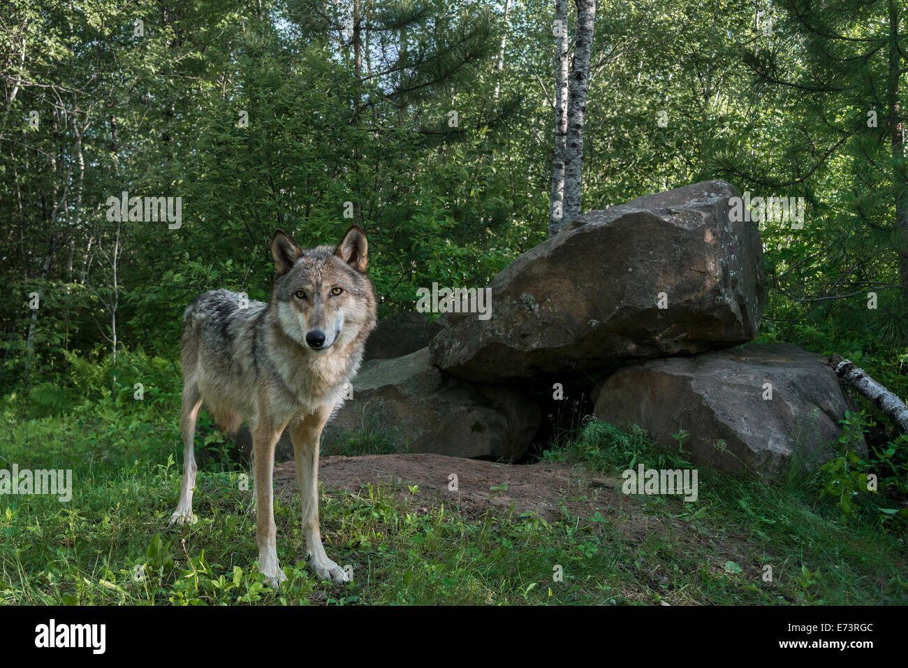 Female gray wolf by den, near Sandstone, Minnesota, USA Stock Photo - Alamy