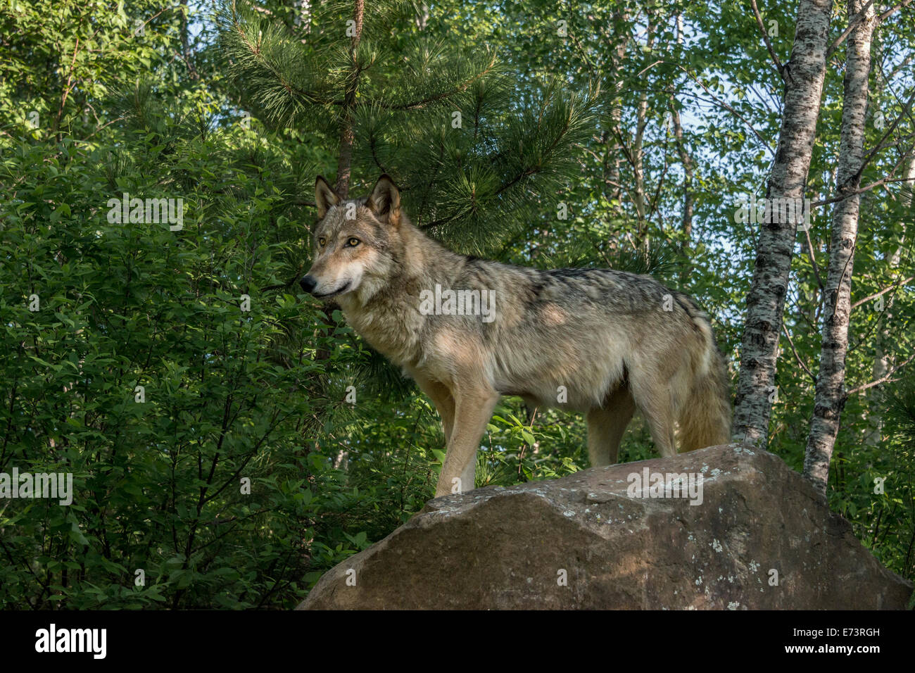 Wolf standing on a rock hi-res stock photography and images - Alamy