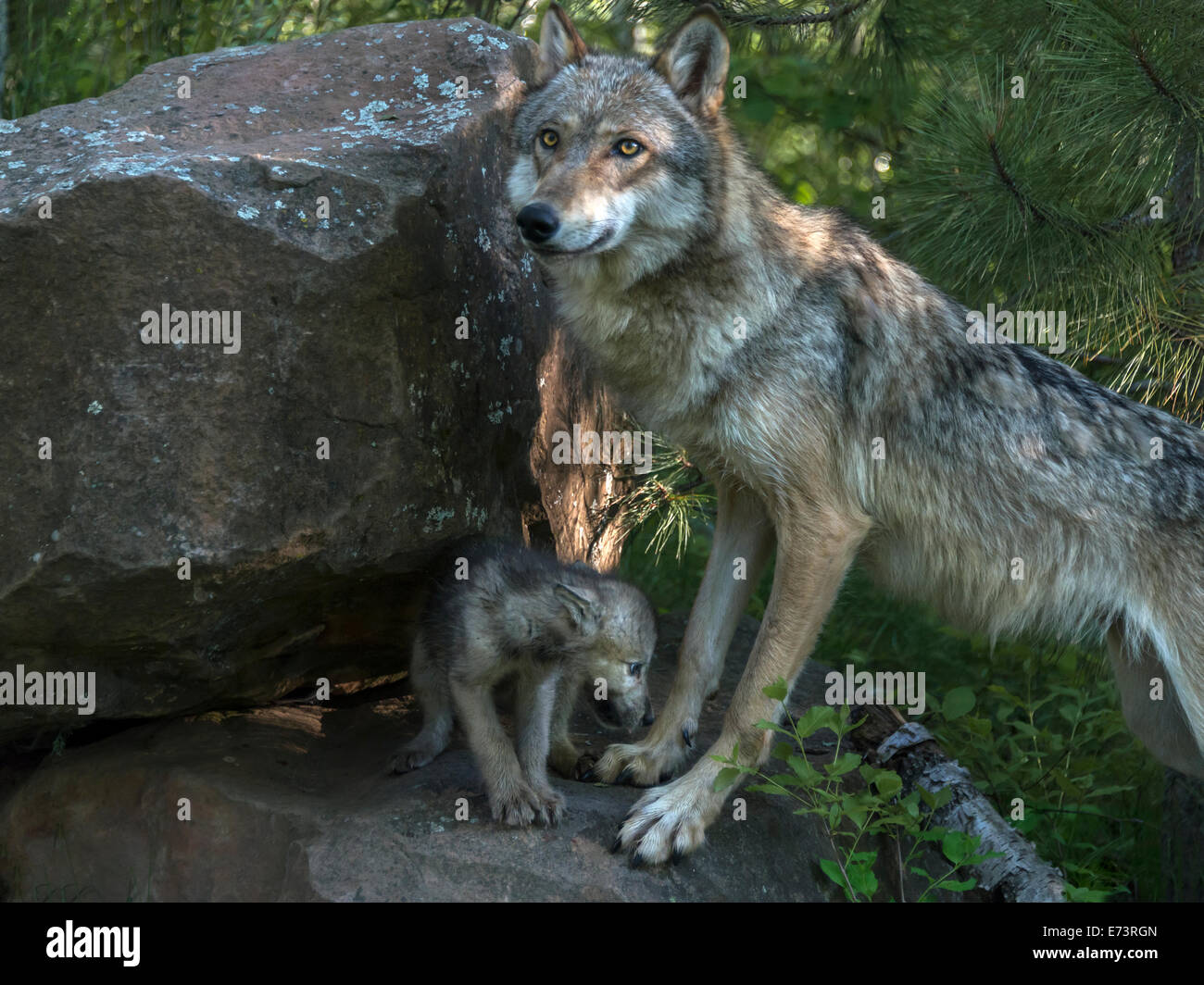 Gray wolf and cub catching the light, near Sandstone, Minnesota, USA ...