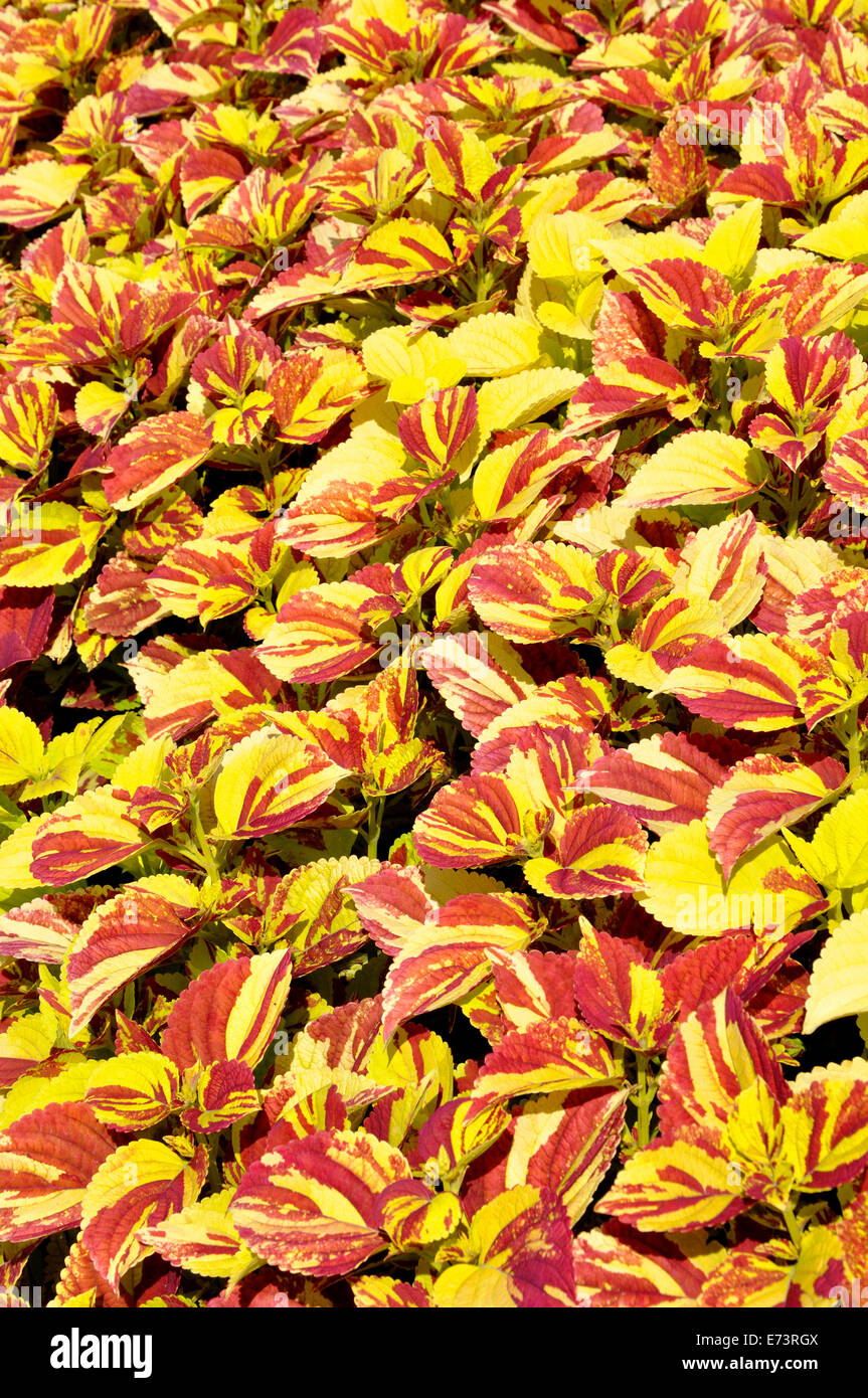 Red and yellow leaves of a plant Stock Photo - Alamy