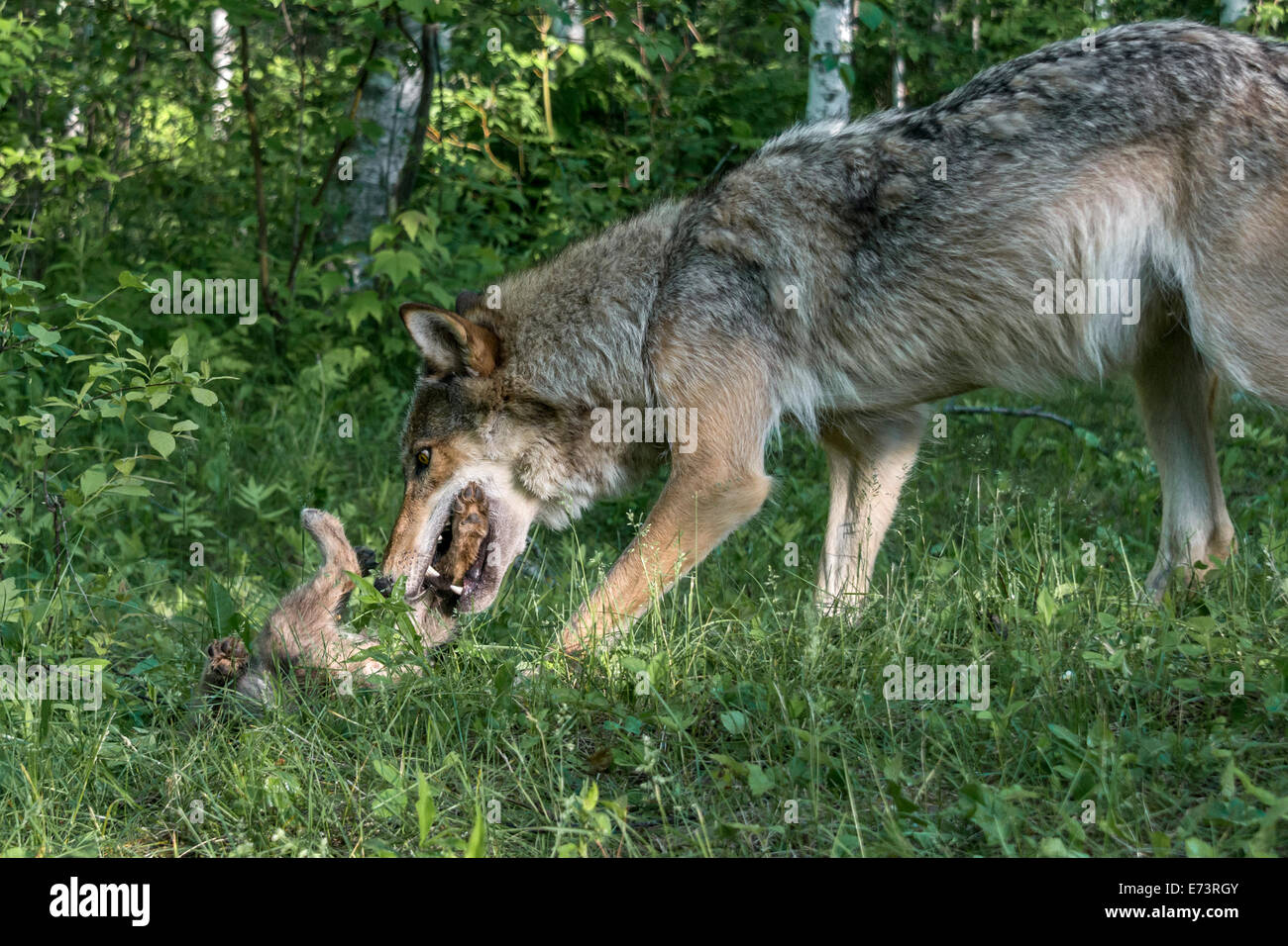 Female gray wolf playing with cub, near Sandstone, Minnesota, USA Stock ...