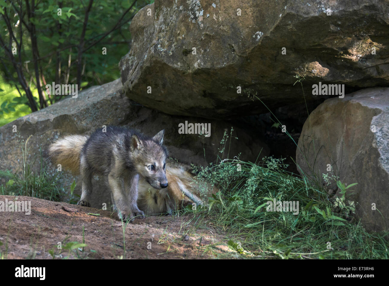 Gray wolf cub with adult entering the den, near Sandstone, Minnesota ...