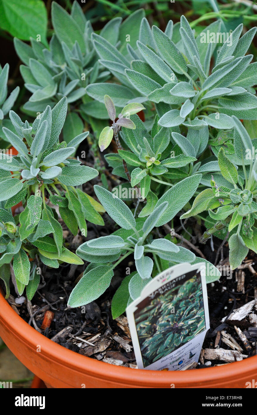 Variegated Sage High Resolution Stock Photography and Images - Alamy