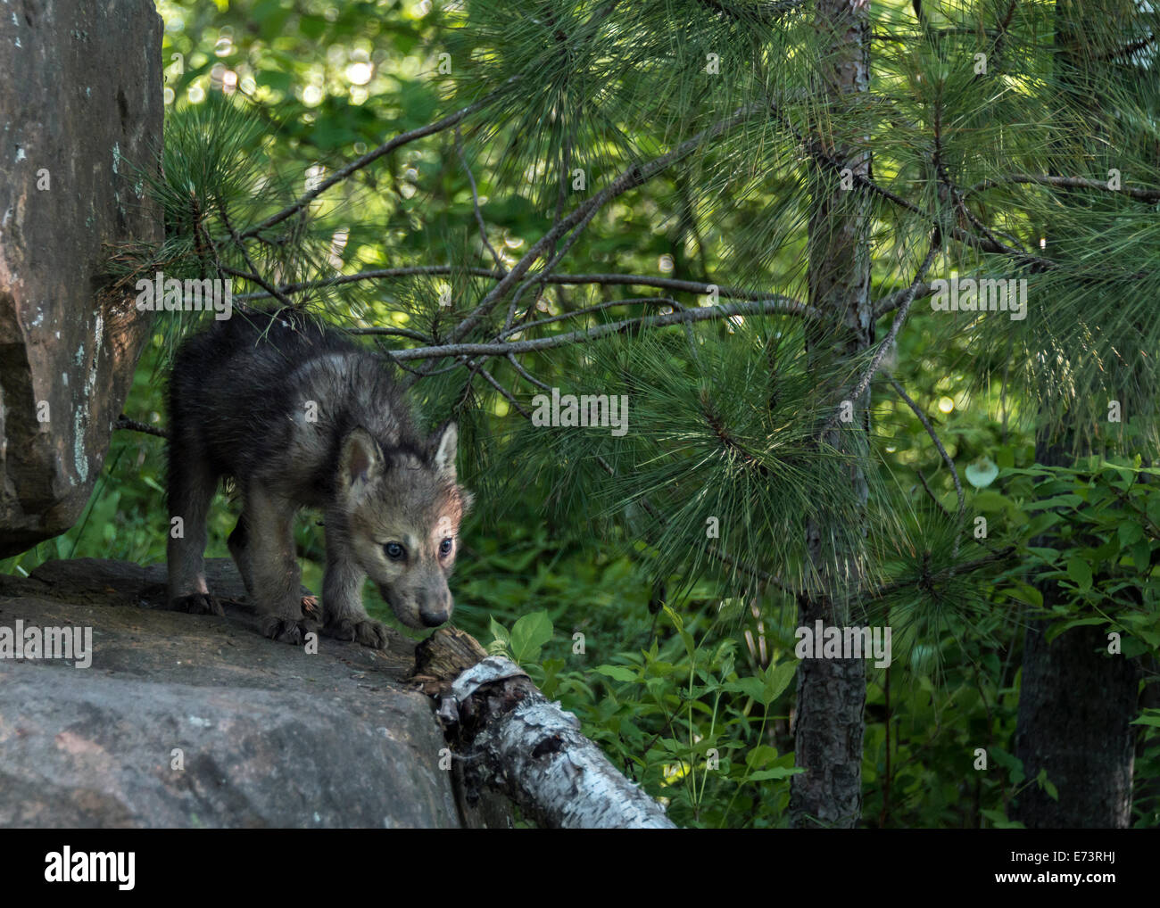 Wolf cub hi-res stock photography and images - Alamy