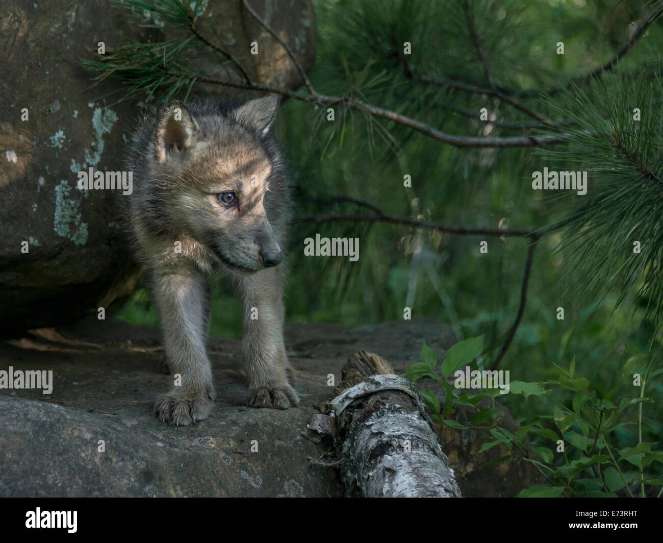 Wolf cub catching a ray of sun, near Sandstone, Minnesota, USA Stock ...