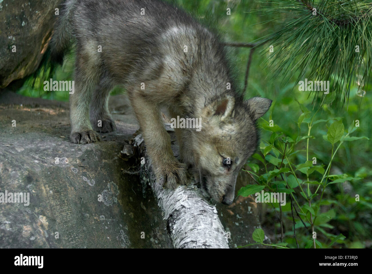 Wolf Cub High Resolution Stock Photography and Images - Alamy