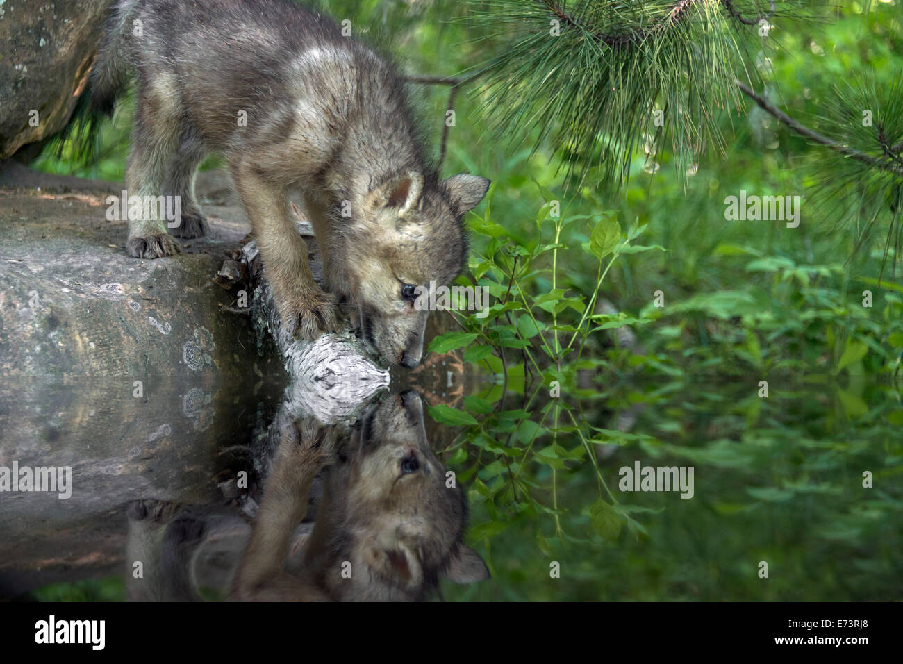 Wolf cub hi-res stock photography and images - Alamy