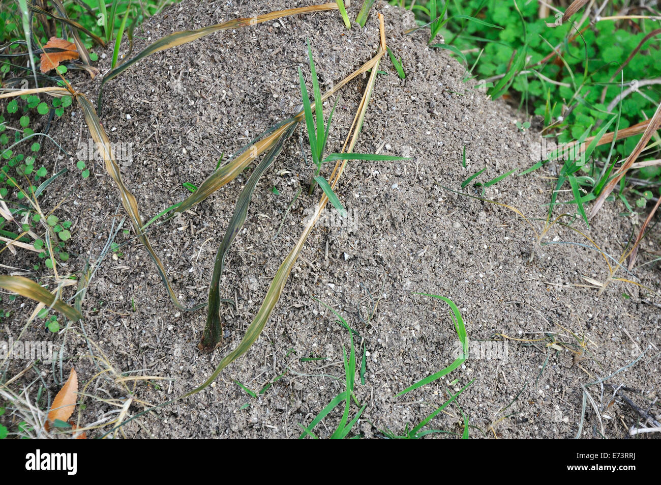 Large fire ant mound Stock Photo - Alamy