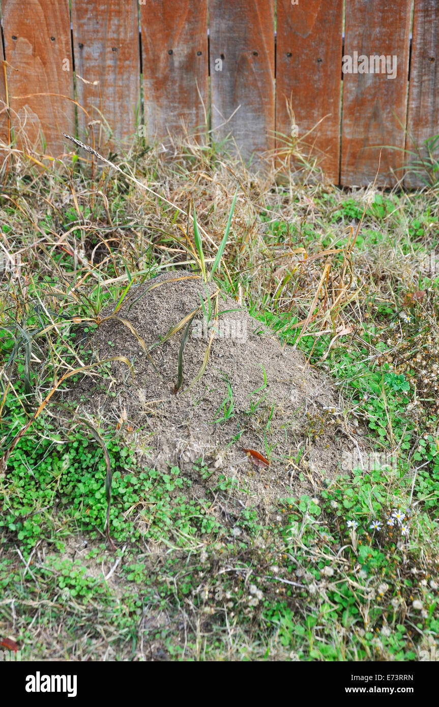 Large fire ant mound Stock Photo - Alamy