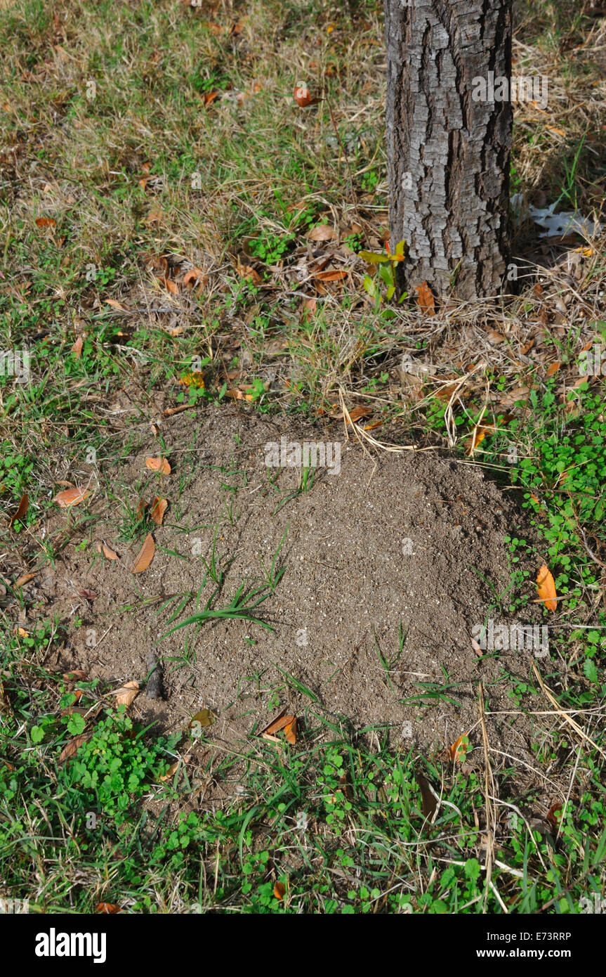 Ant mound hi-res stock photography and images - Alamy