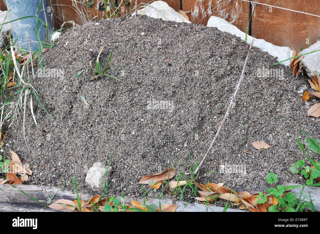Large fire ant mound Stock Photo - Alamy
