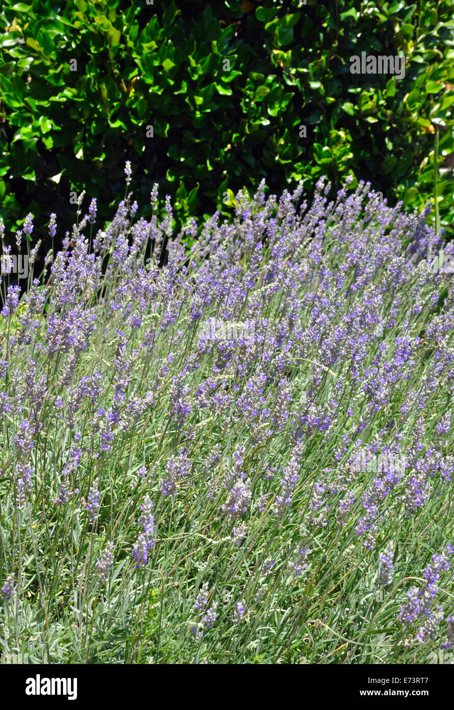 Lavender bush garden hi-res stock photography and images - Alamy