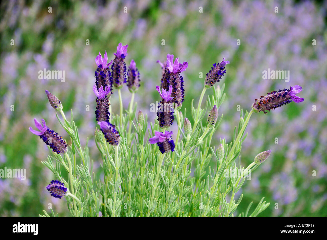 Lavender bouquet hi-res stock photography and images - Alamy