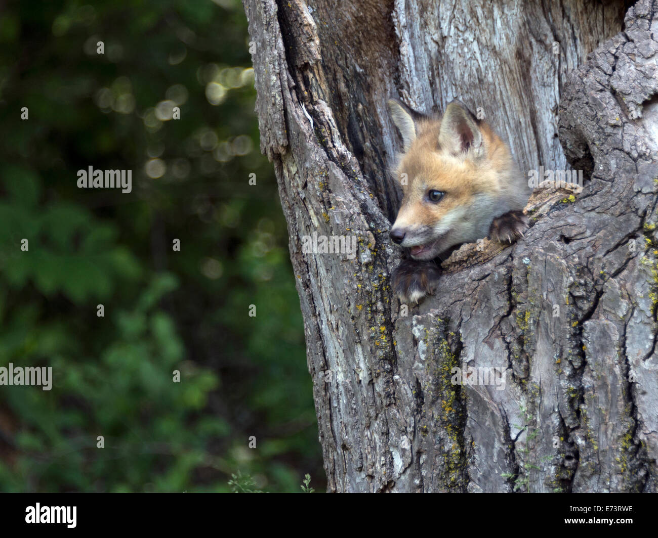 Fox kit in a hole in a dead tree, near Sandstone, Minnesota, USA Stock ...