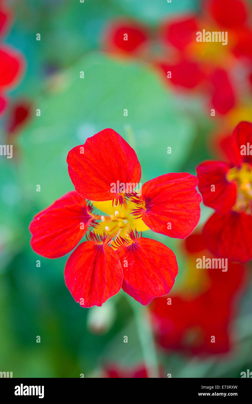 Nasturtium, Tropaeolum majus, red flower isolated in shallow focus ...