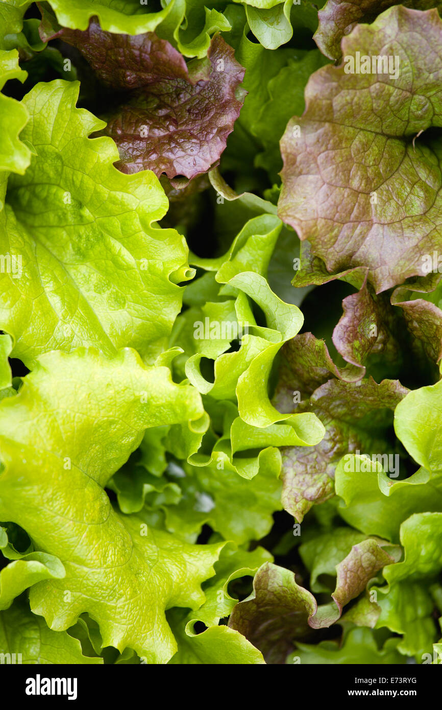 Lettuce, Lactuca sativa, close-up of mixed varieties of the green leaf ...