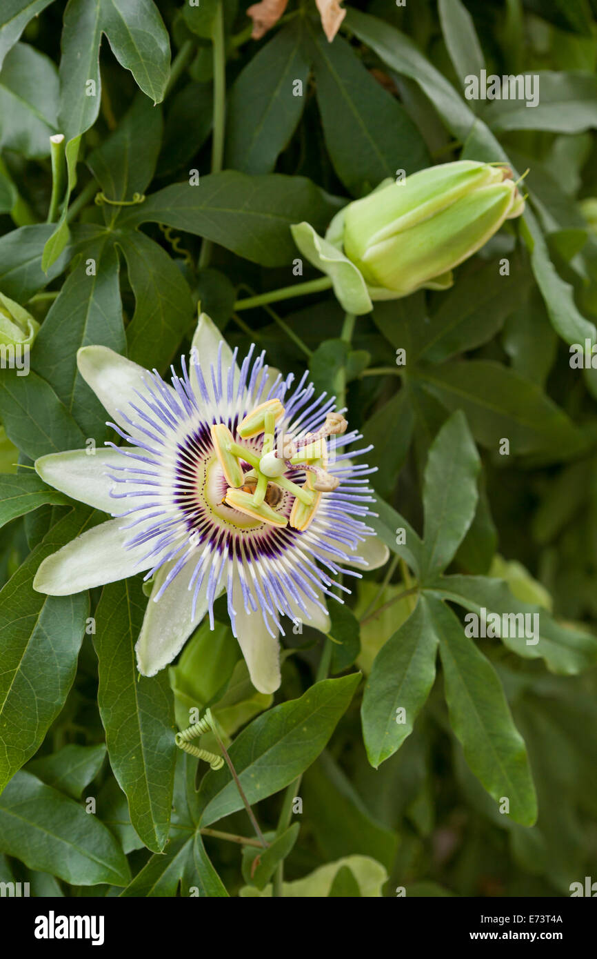Passion flower in full bloom (Passiflora) - USA Stock Photo - Alamy