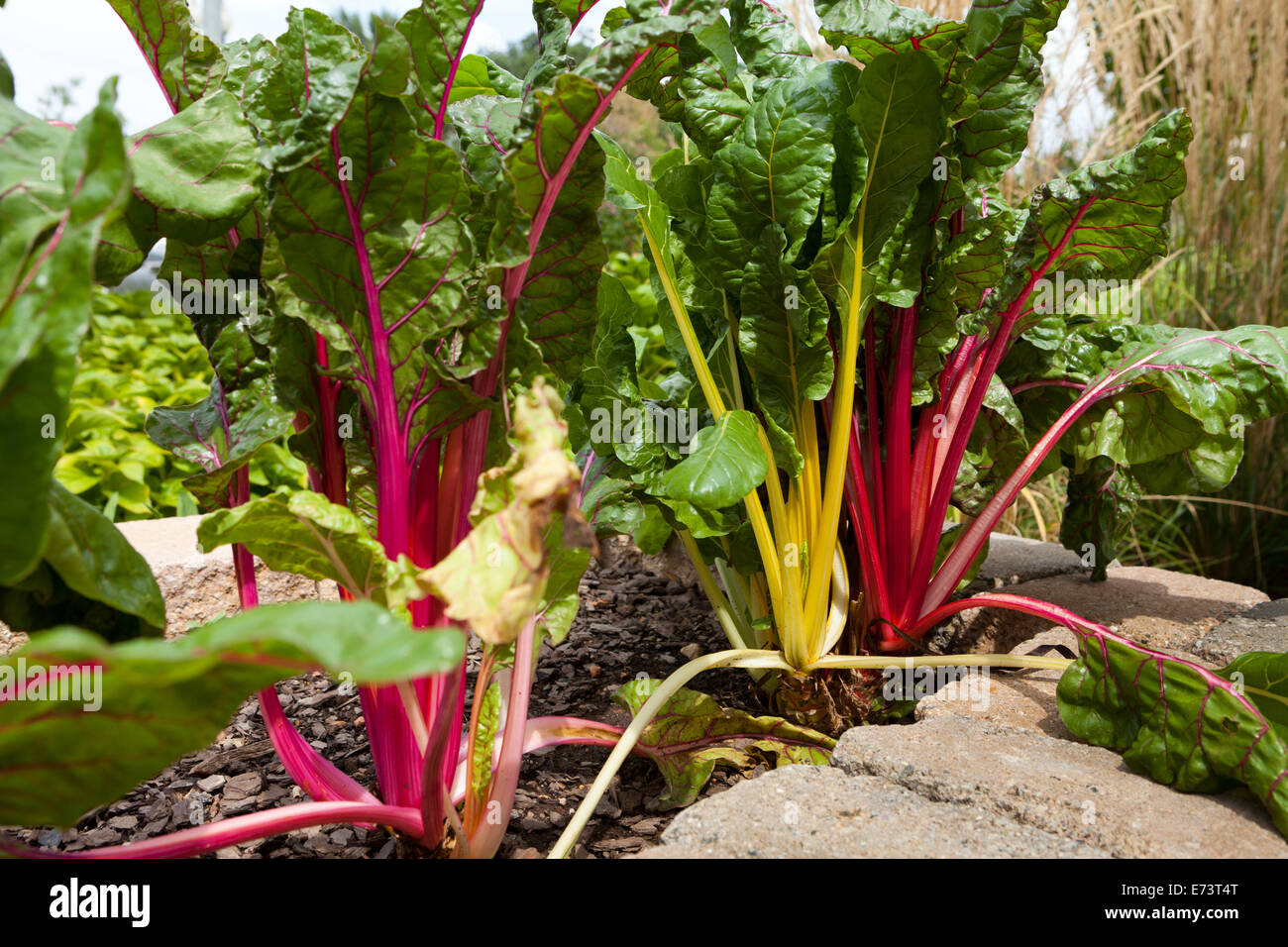 Swiss chard growing in garden - USA Stock Photo - Alamy